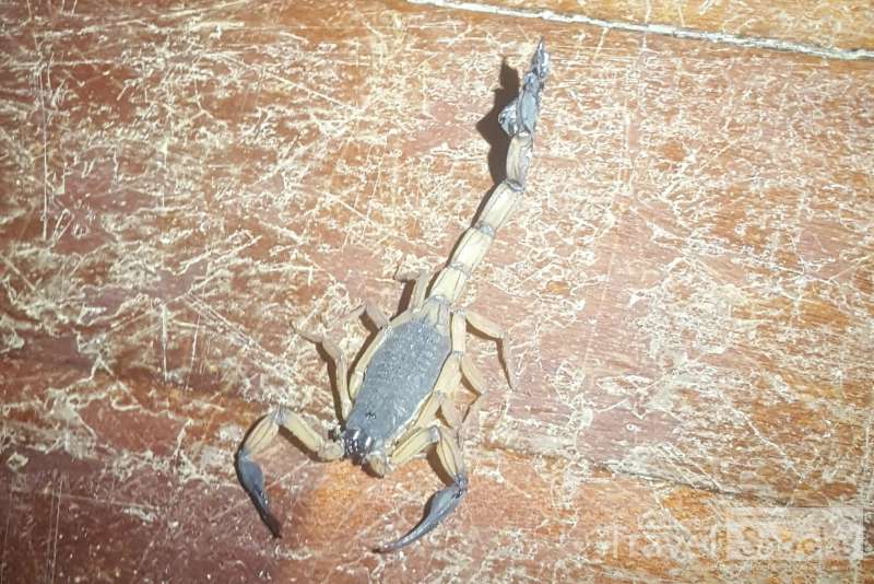Surviving A Scorpion Sting in Costa Rica